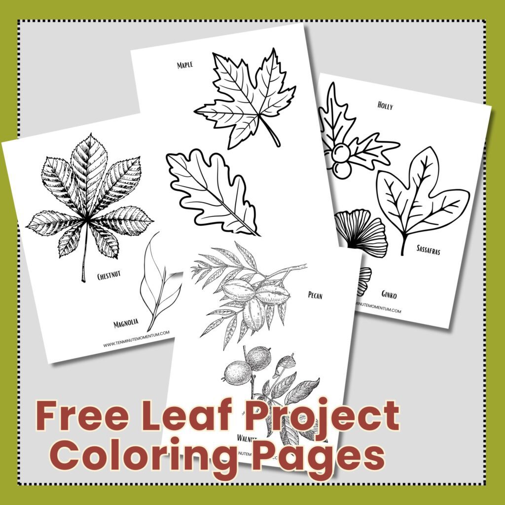 3 Steps To Do a Leaf Collection Project: Nature Study for Kids - Ten ...
